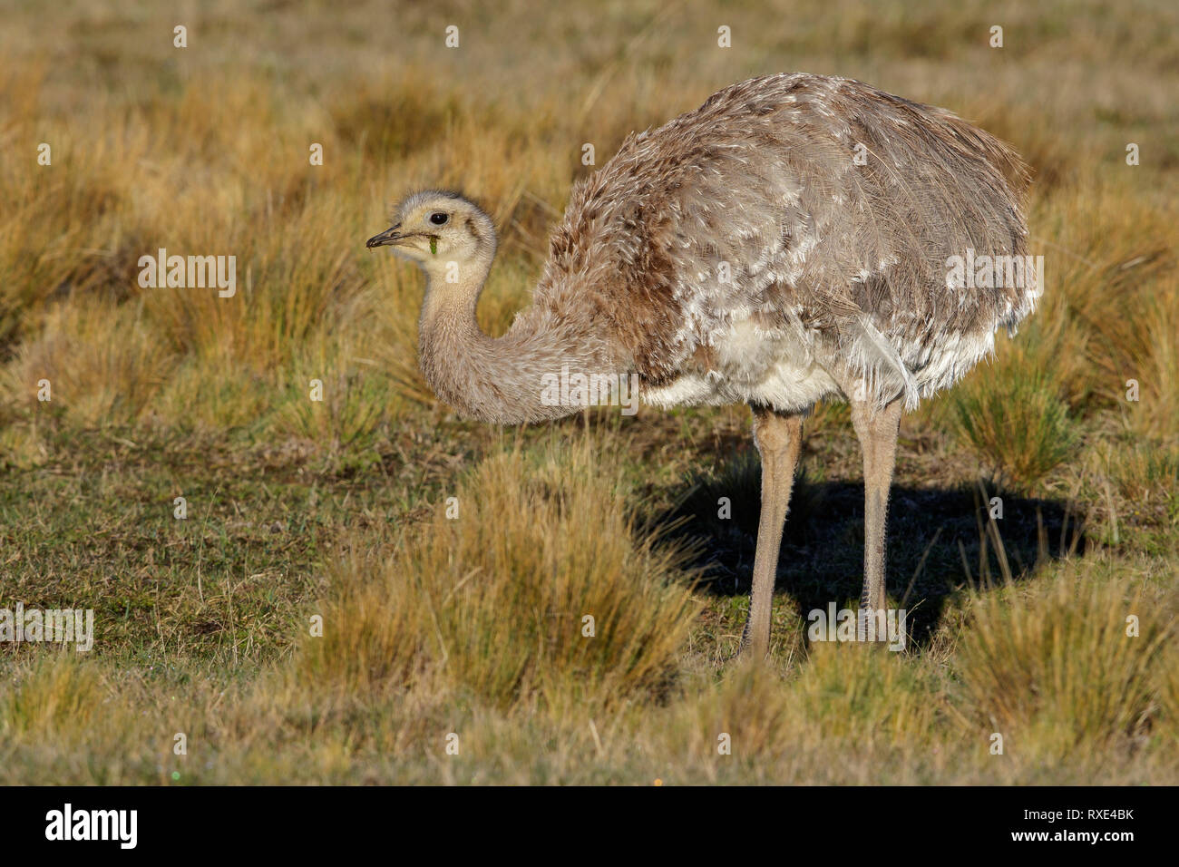 Lesser rhea hi-res stock photography and images - Alamy