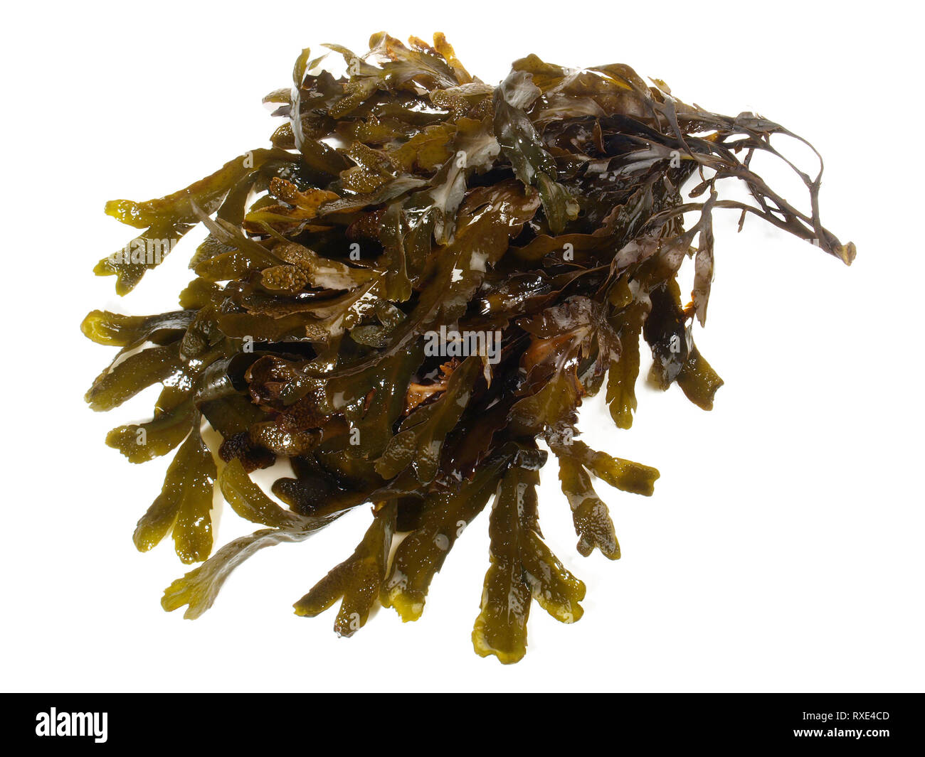 Fresh brown Seaweed on white Background Stock Photo - Alamy