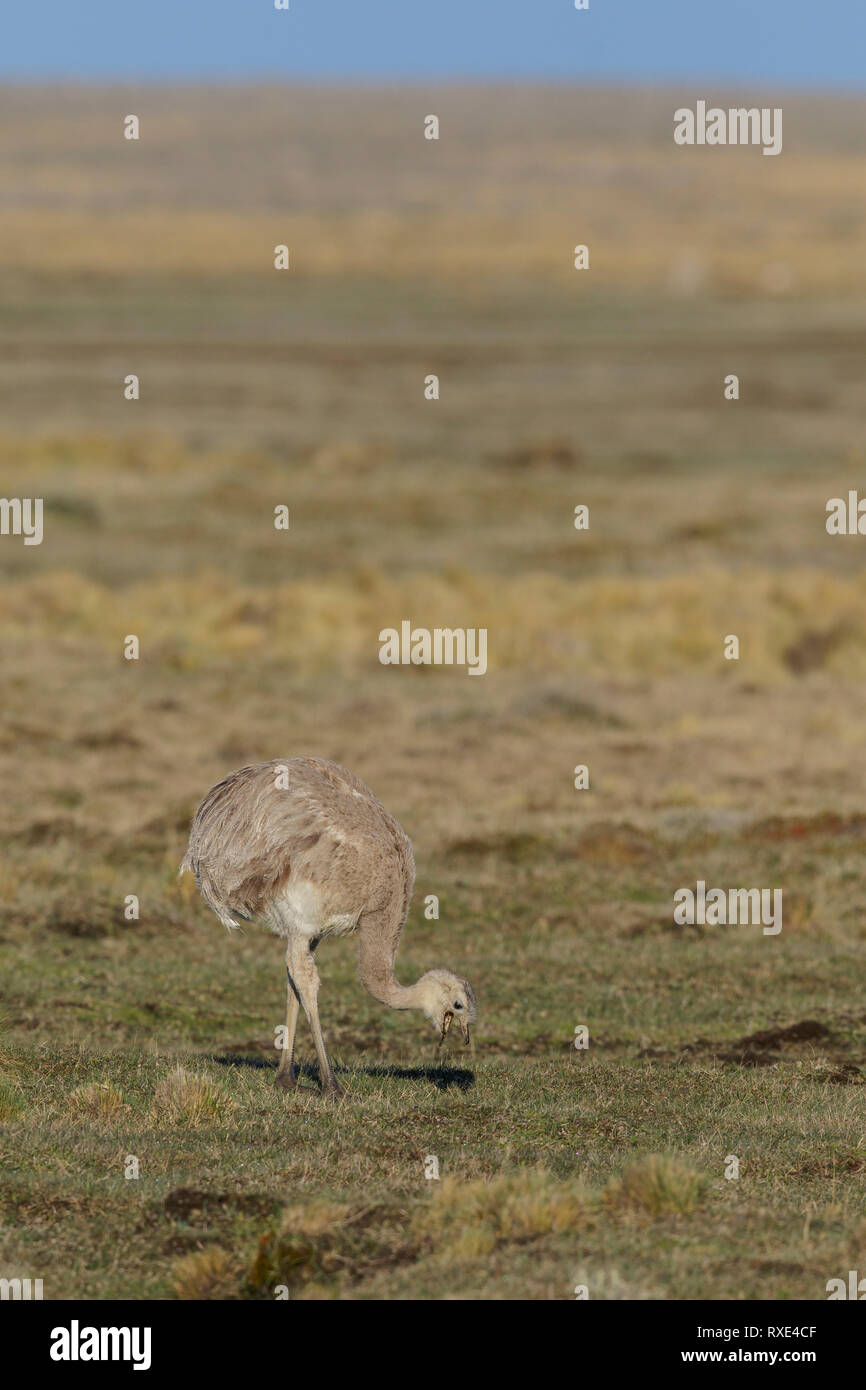 Lesser rhea hi-res stock photography and images - Alamy