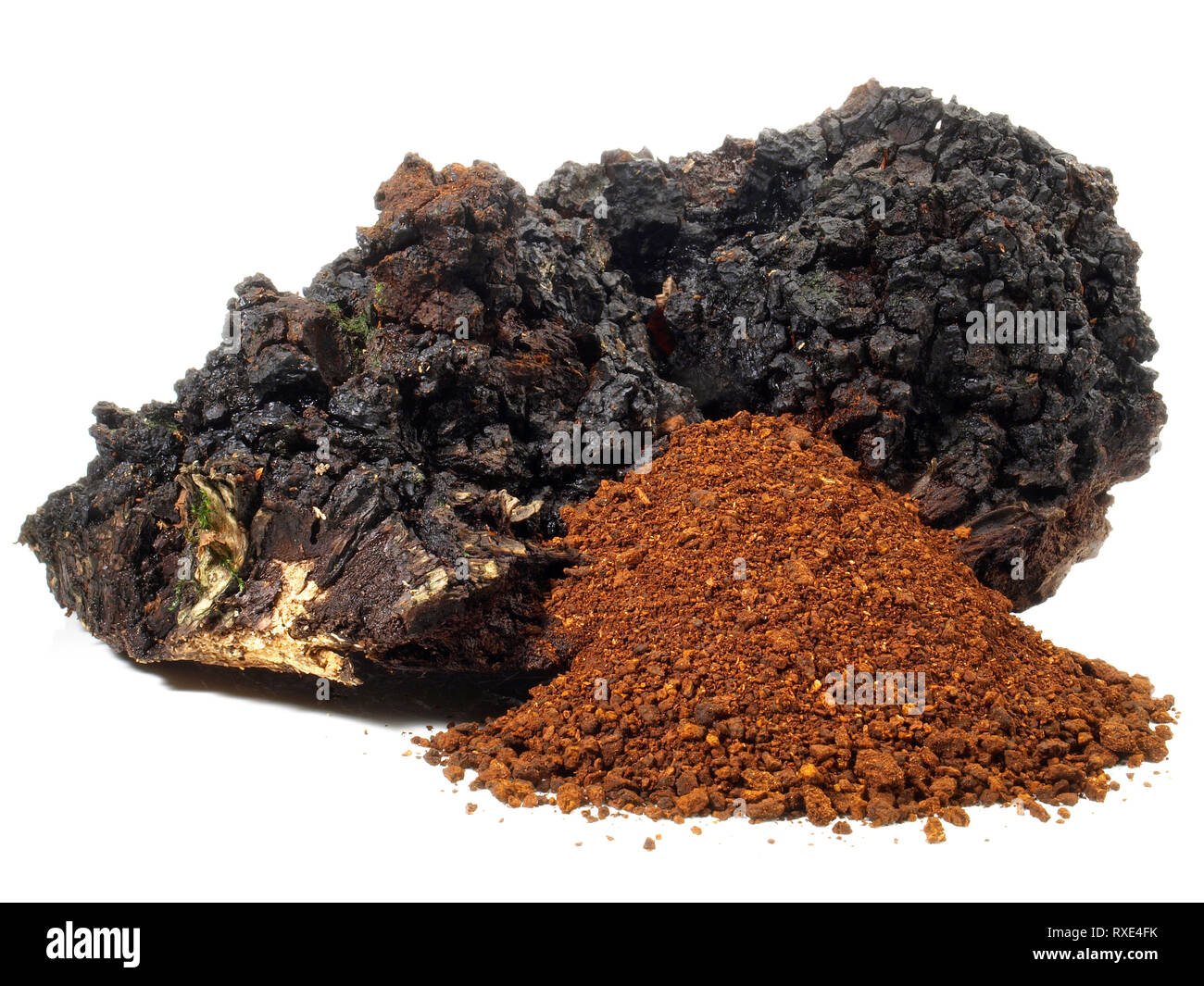 Chaga mushroom on birch hi-res stock photography and images - Alamy
