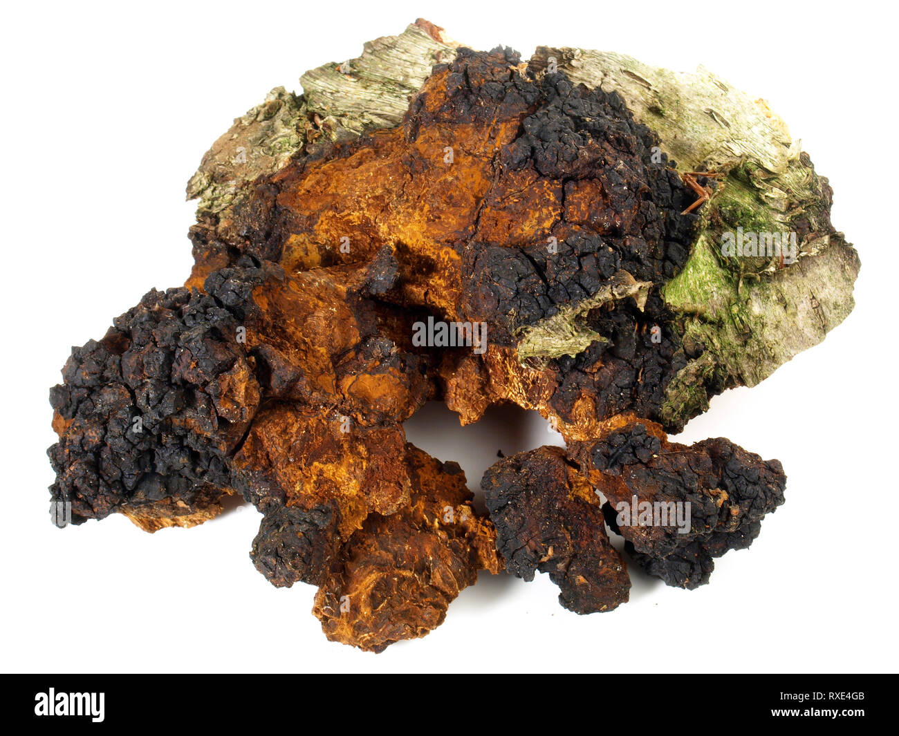 Mushroom birch tree Cut Out Stock Images & Pictures - Alamy