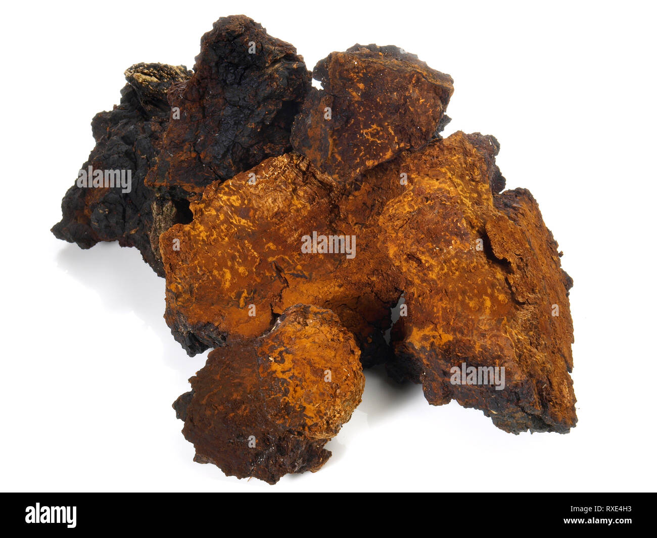 Chaga on white birch tree hi-res stock photography and images - Alamy