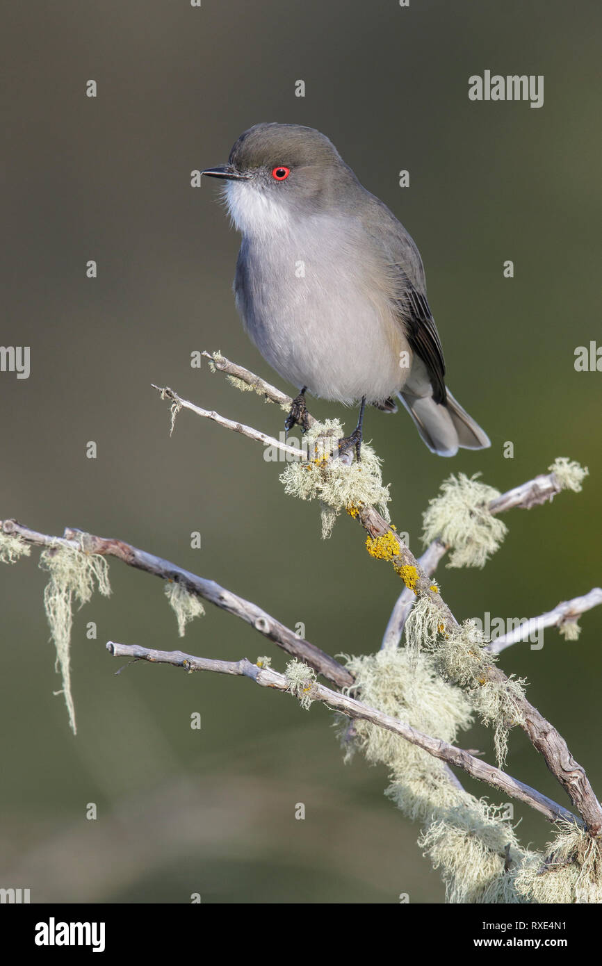 Fire-eyed Diucon (Xolmis pyrope) perched on a branch in Chile Stock ...