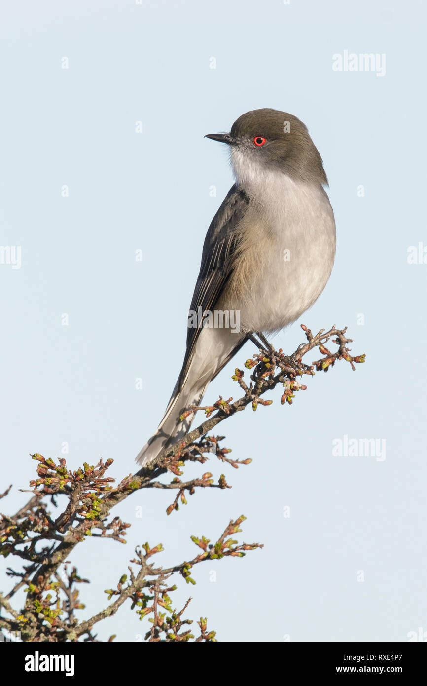 Fire eyed diucon xolmis pyrope hi-res stock photography and images - Alamy