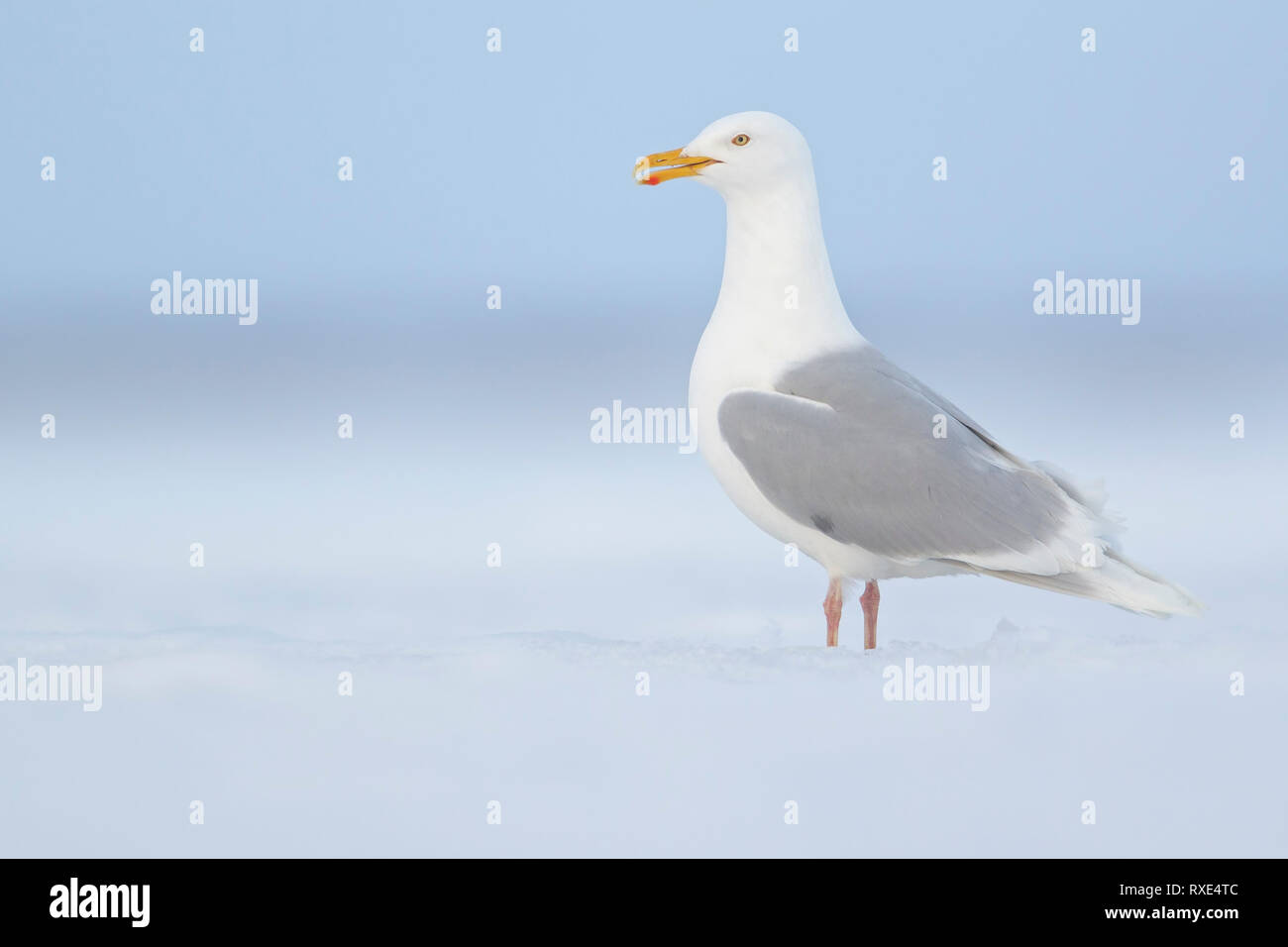 Gull on ice close up hi-res stock photography and images - Alamy