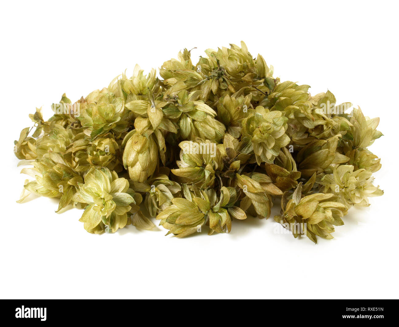 Dried Hop Blossom on white Background Stock Photo - Alamy