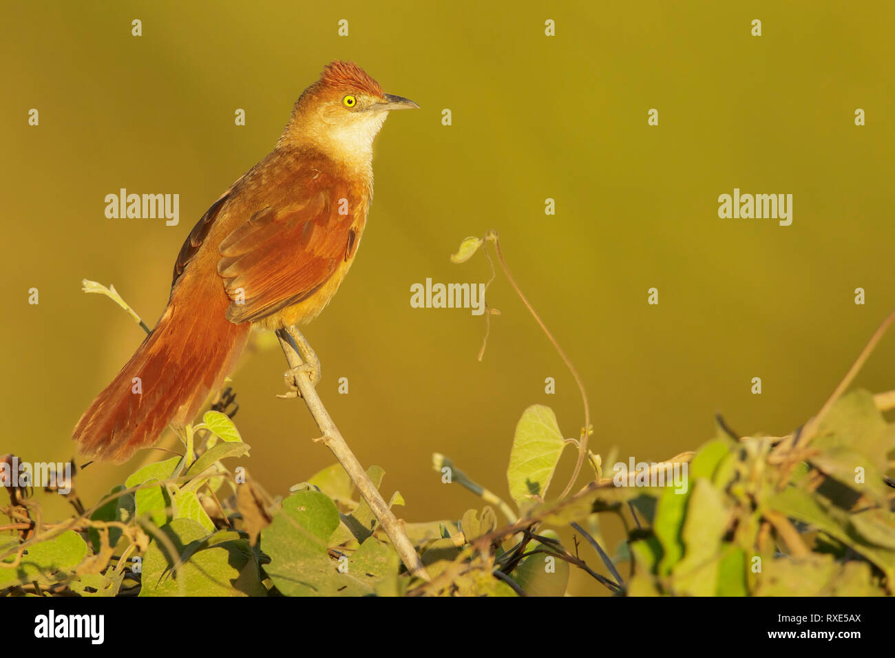 Thornbird hi-res stock photography and images - Alamy