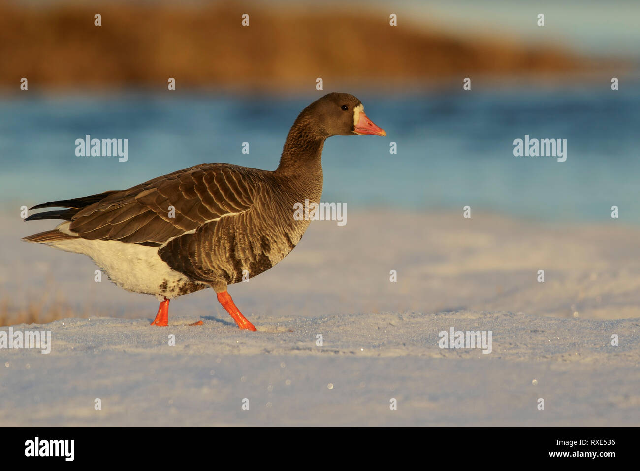 Greater White-fronted Goose (Anser albifrons) feeding on a small pond ...
