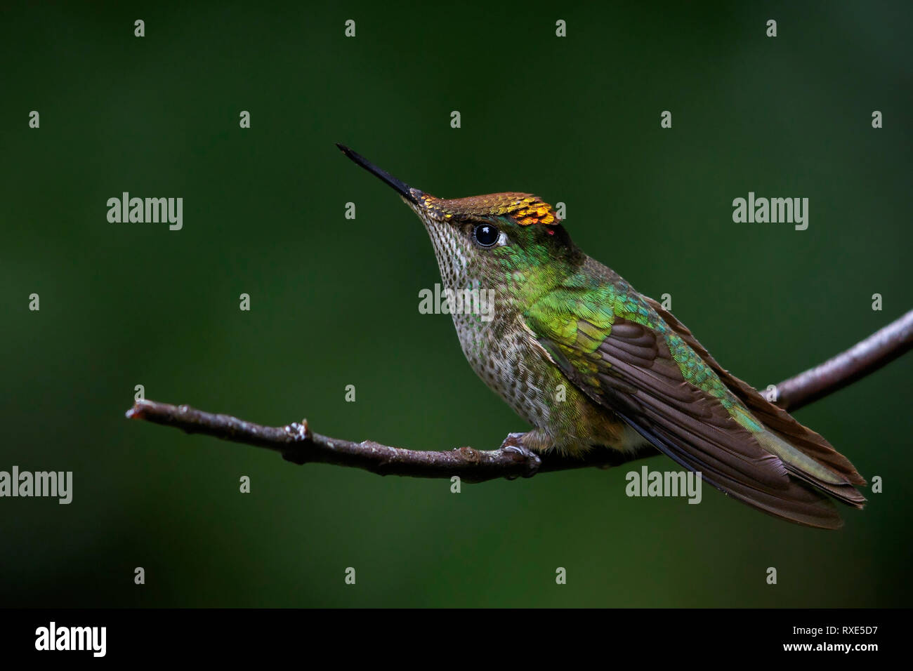 Hummingbirds of chile hi-res stock photography and images - Alamy