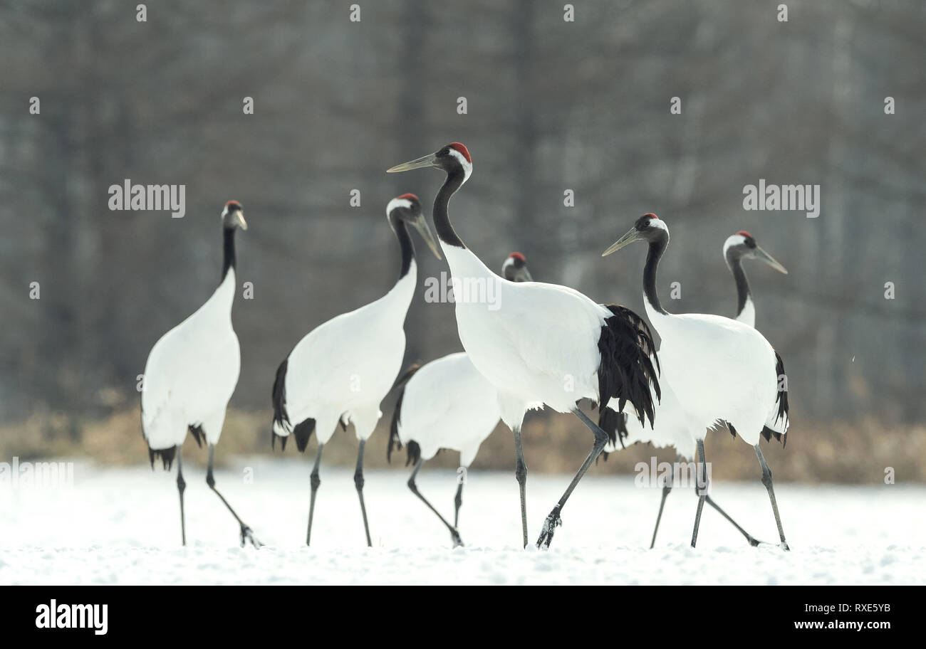 Dancing Cranes. The ritual marriage dance of cranes. The red-crowned ...