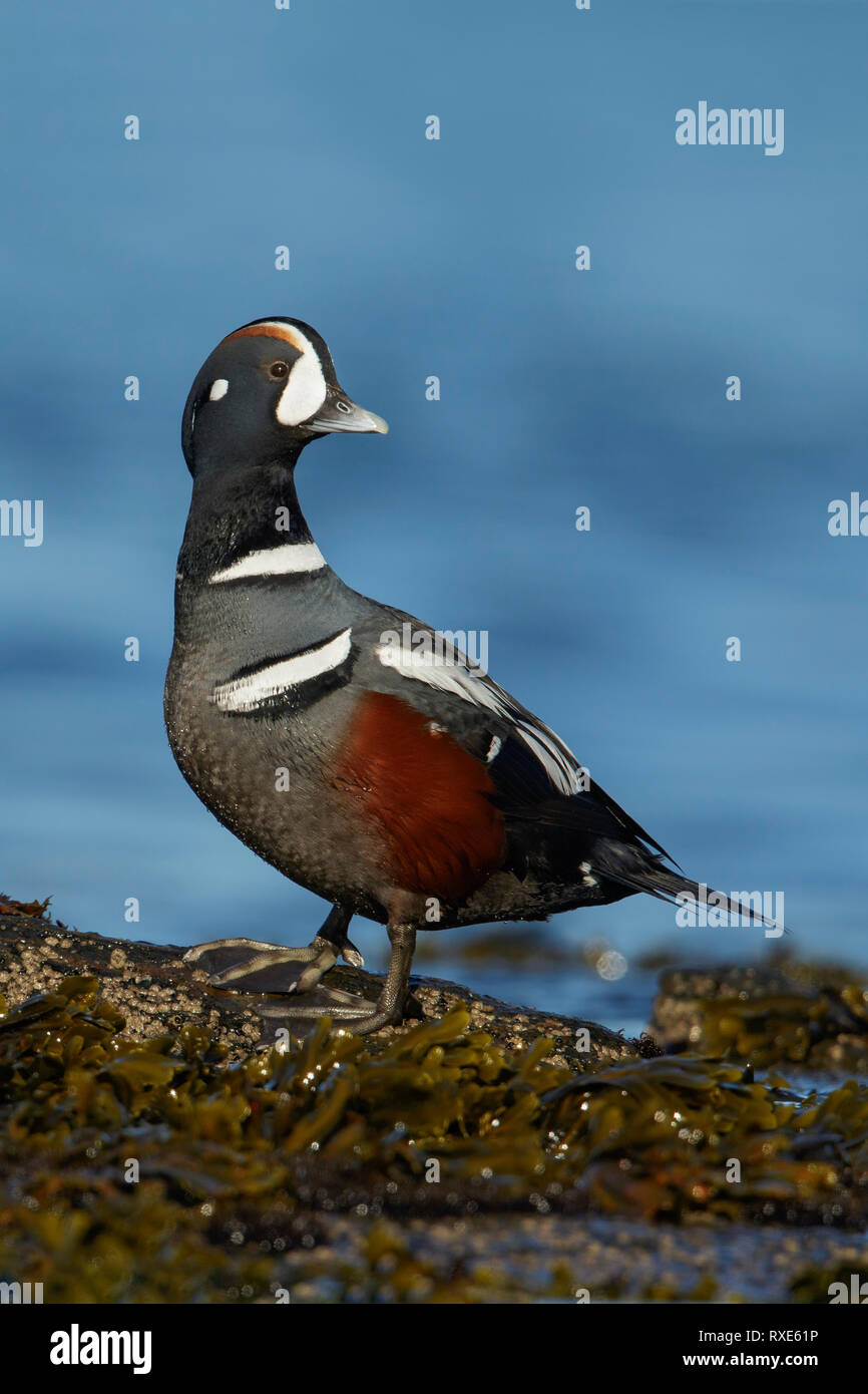 British duck hi-res stock photography and images - Alamy