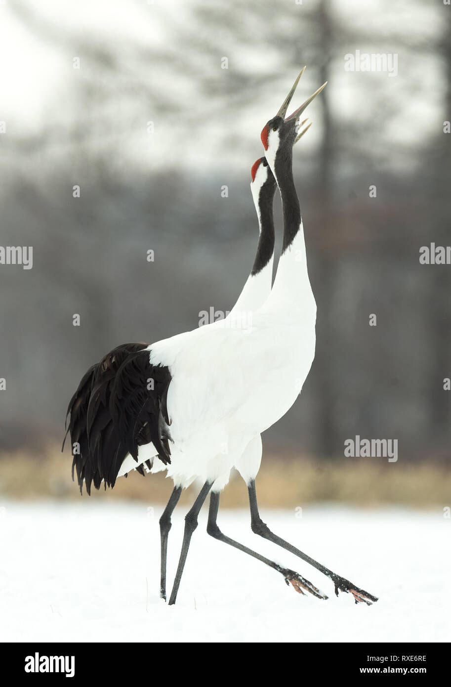 Dancing Cranes. The ritual marriage dance of cranes. The red-crowned ...