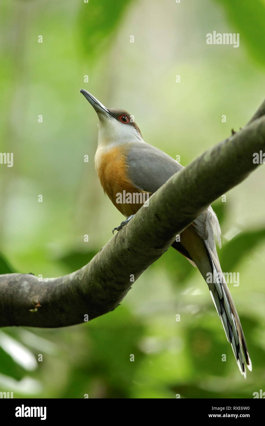 Jamaican Lizard-Cuckoo (Coccyzus vetula) perched on a branch in Jamaica ...