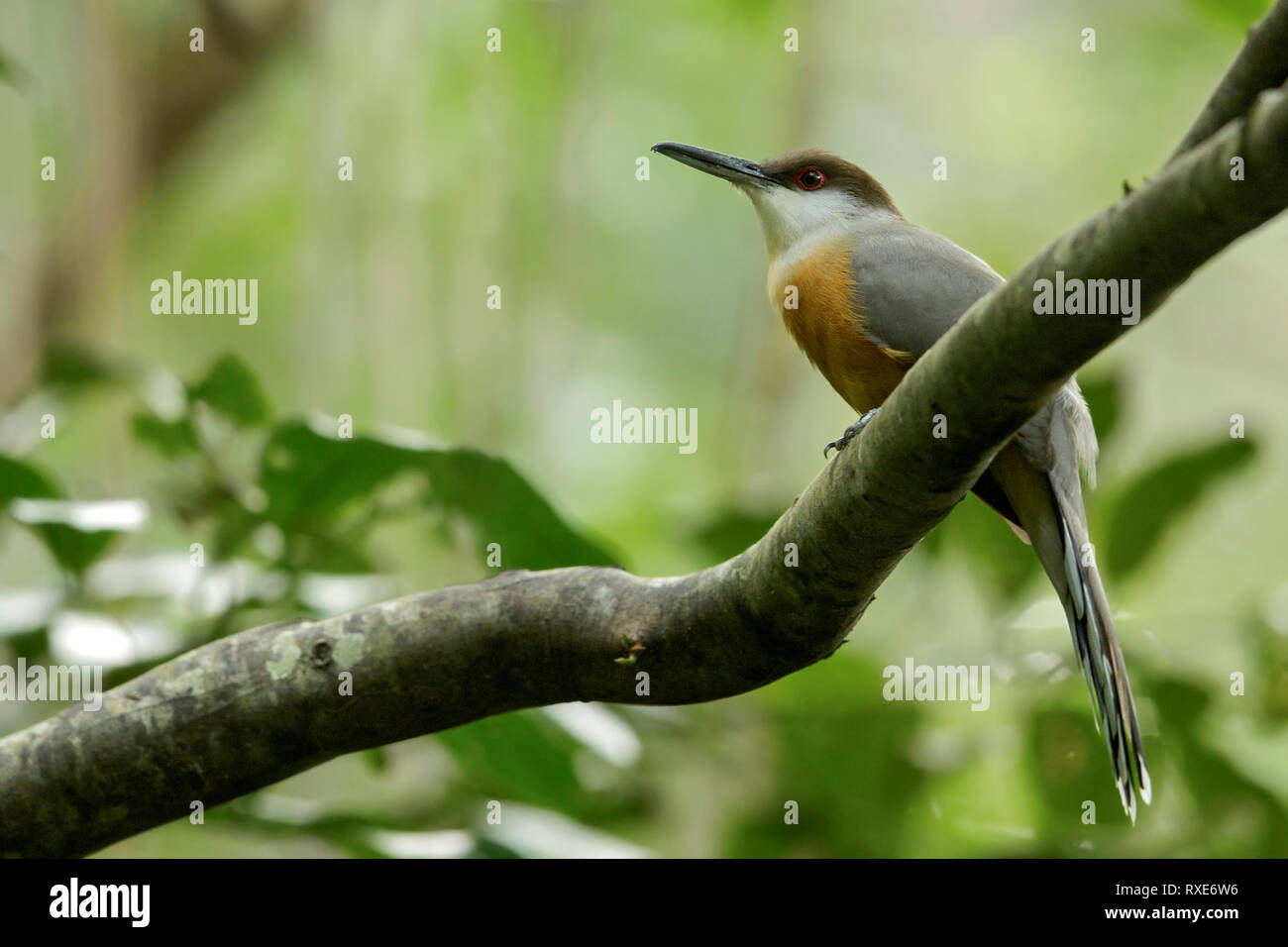 Jamaican lizard cuckoo coccyzus vetula hi-res stock photography and ...