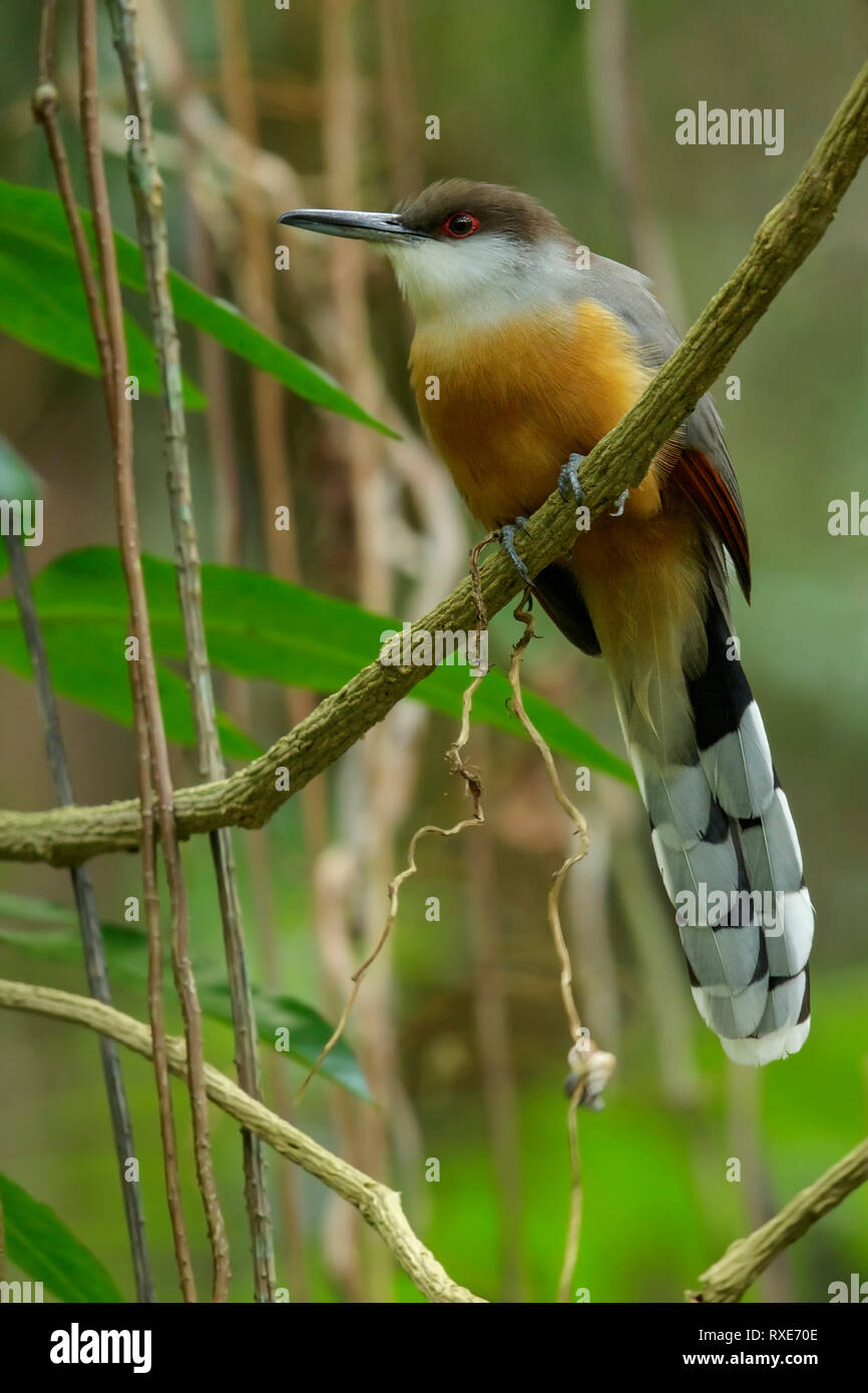 Jamaican Lizard-Cuckoo (Coccyzus vetula) perched on a branch in Jamaica ...