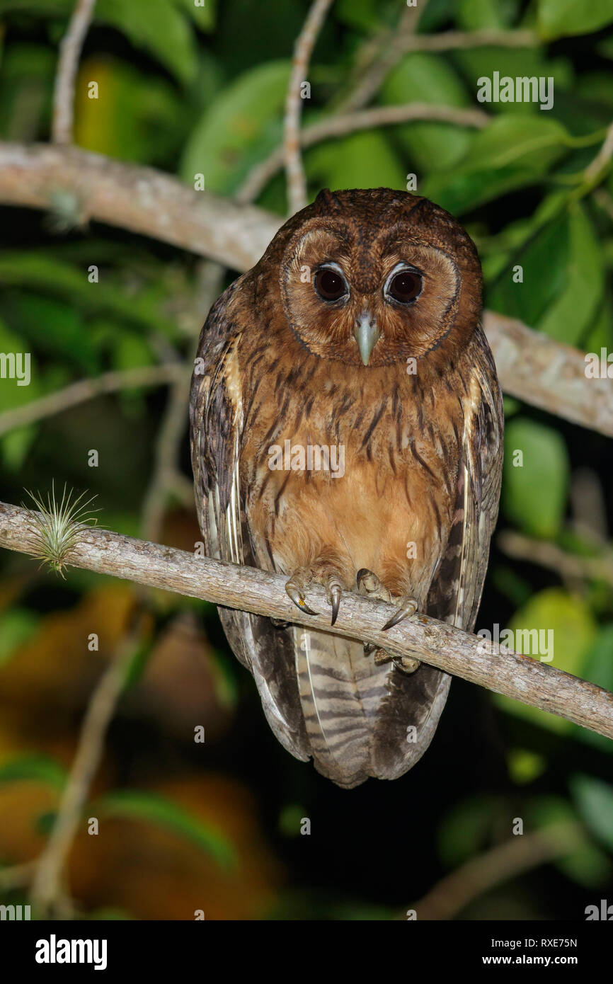 Jamaican owl pseudoscops grammicus hi-res stock photography and images ...