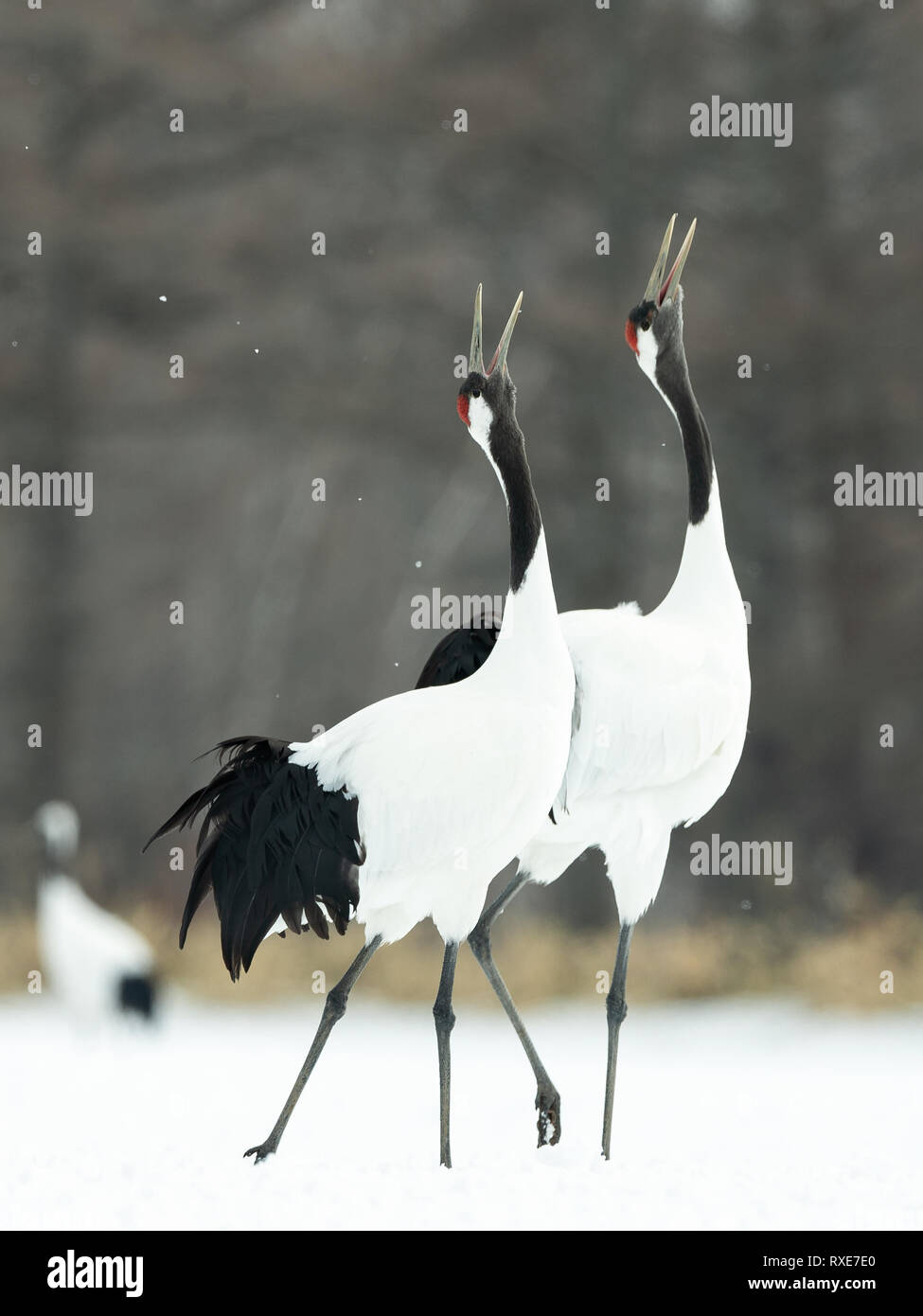 Dancing Cranes. The ritual marriage dance of cranes. The red-crowned ...