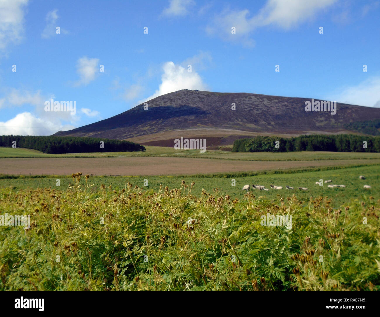 The Scottish Mountain Corbett Ben Rinnes, Cairngorm National Park ...