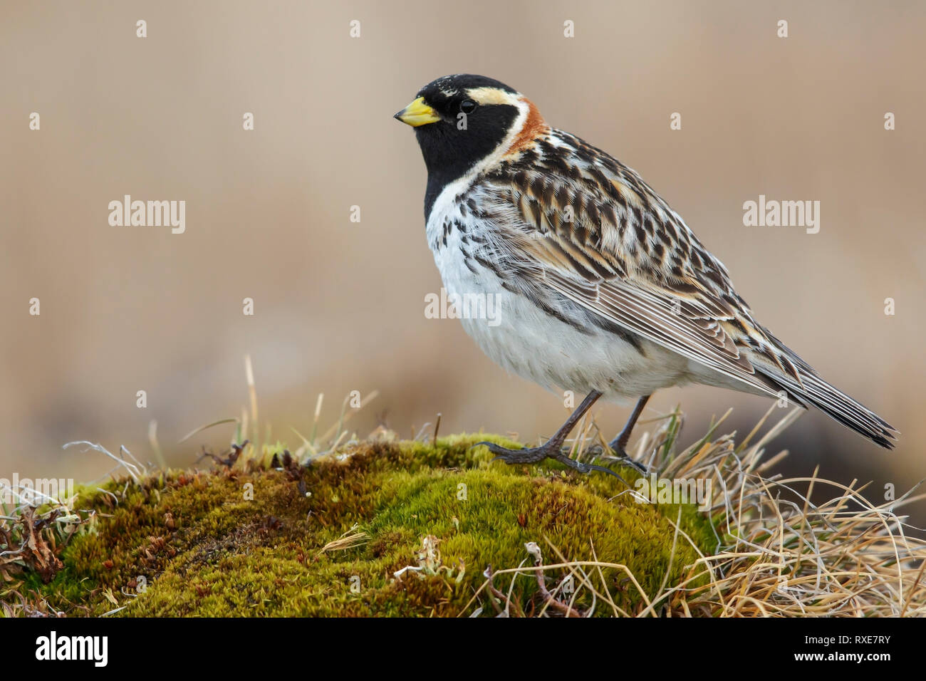 Lapland Longspur (Calcarius lapponicus) on the tundra in Northern ...