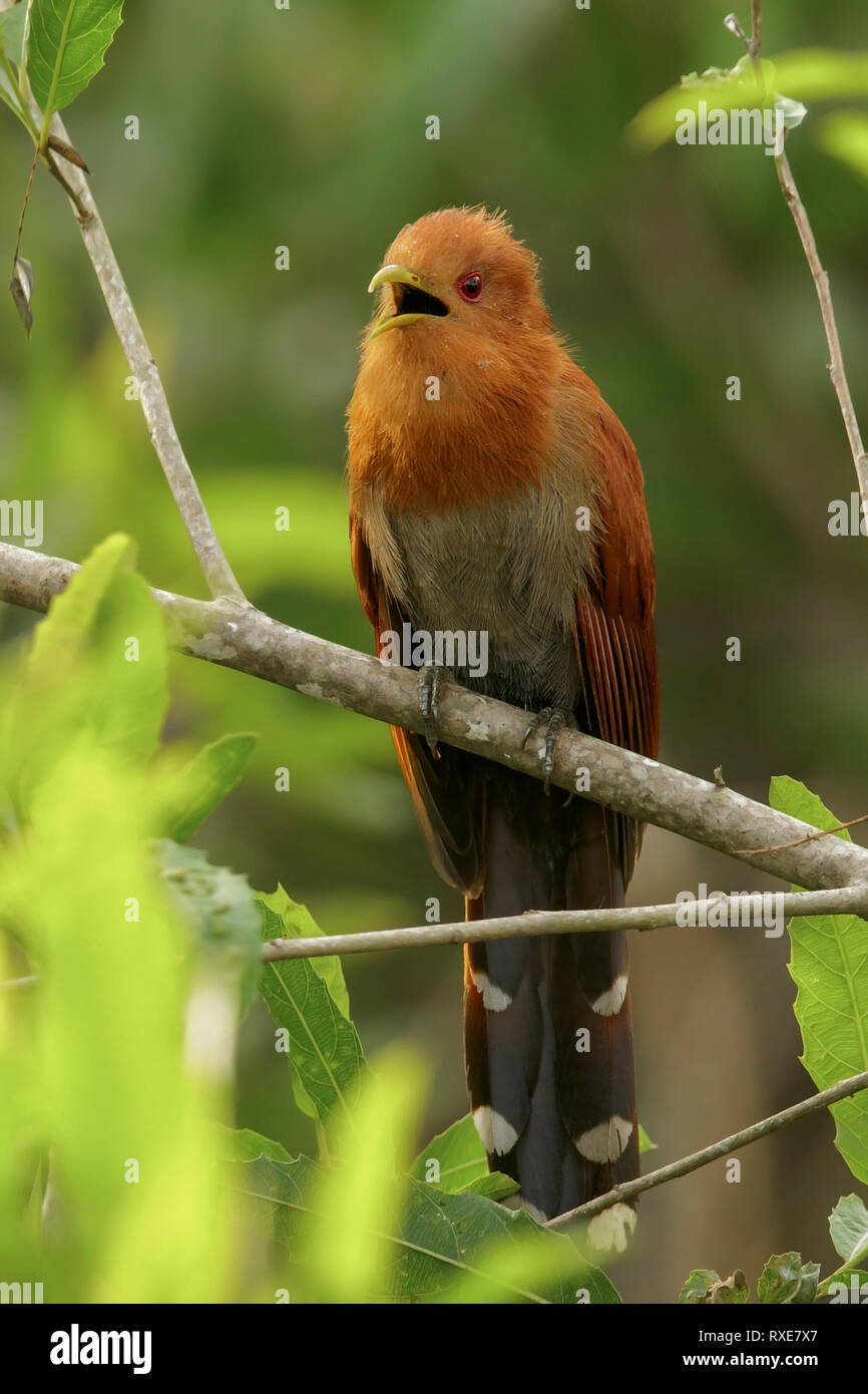Little cuckoo coccycua minuta hi-res stock photography and images - Alamy