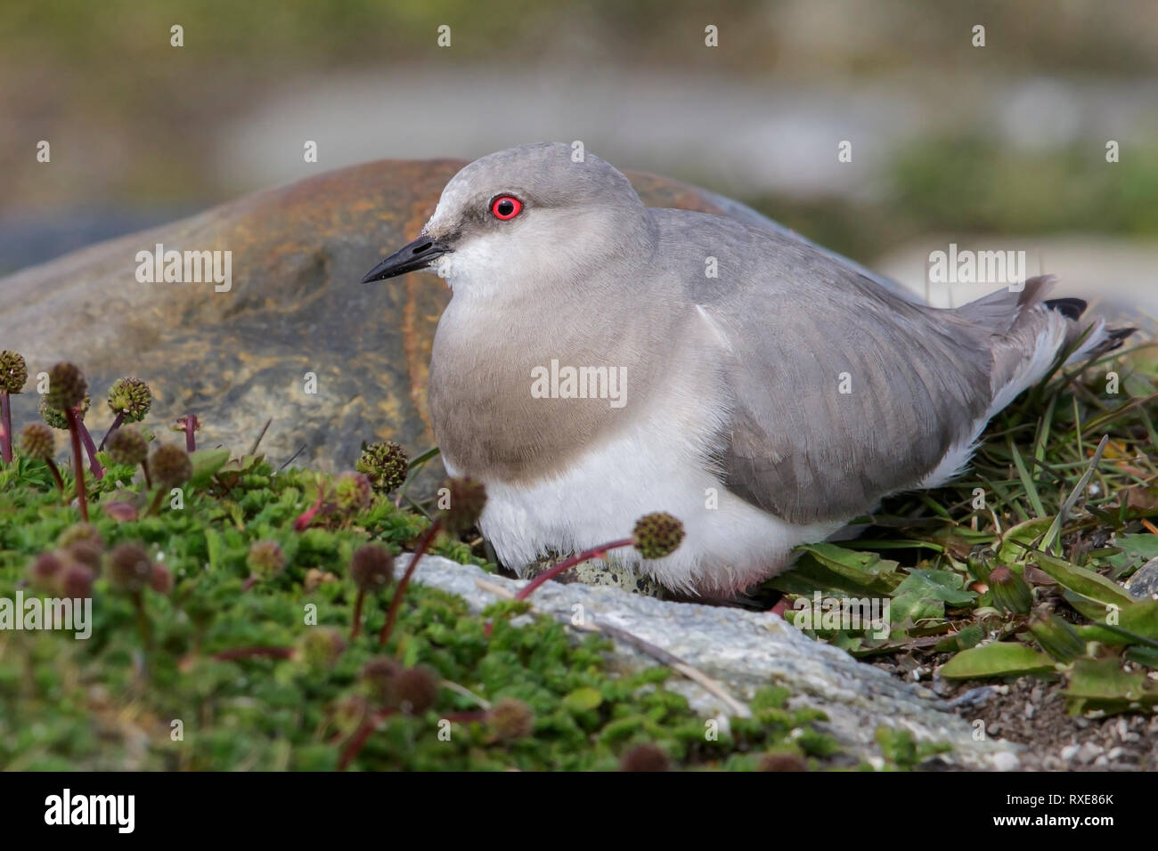 Magellanic Plover (Pluvianellus socialis) feeding along the shoreline ...