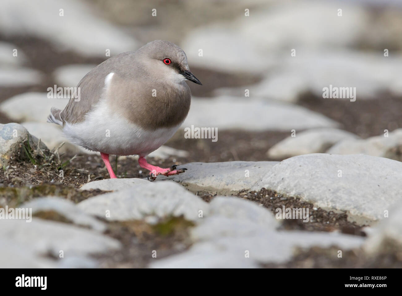 Magellanic Plover (Pluvianellus socialis) feeding along the shoreline ...