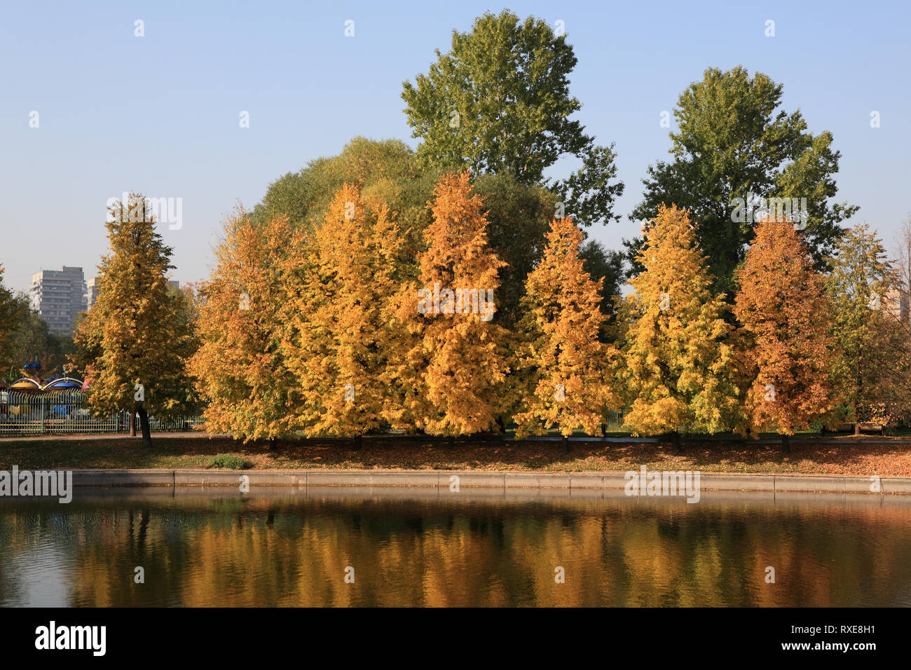city park in gold fall Stock Photo - Alamy