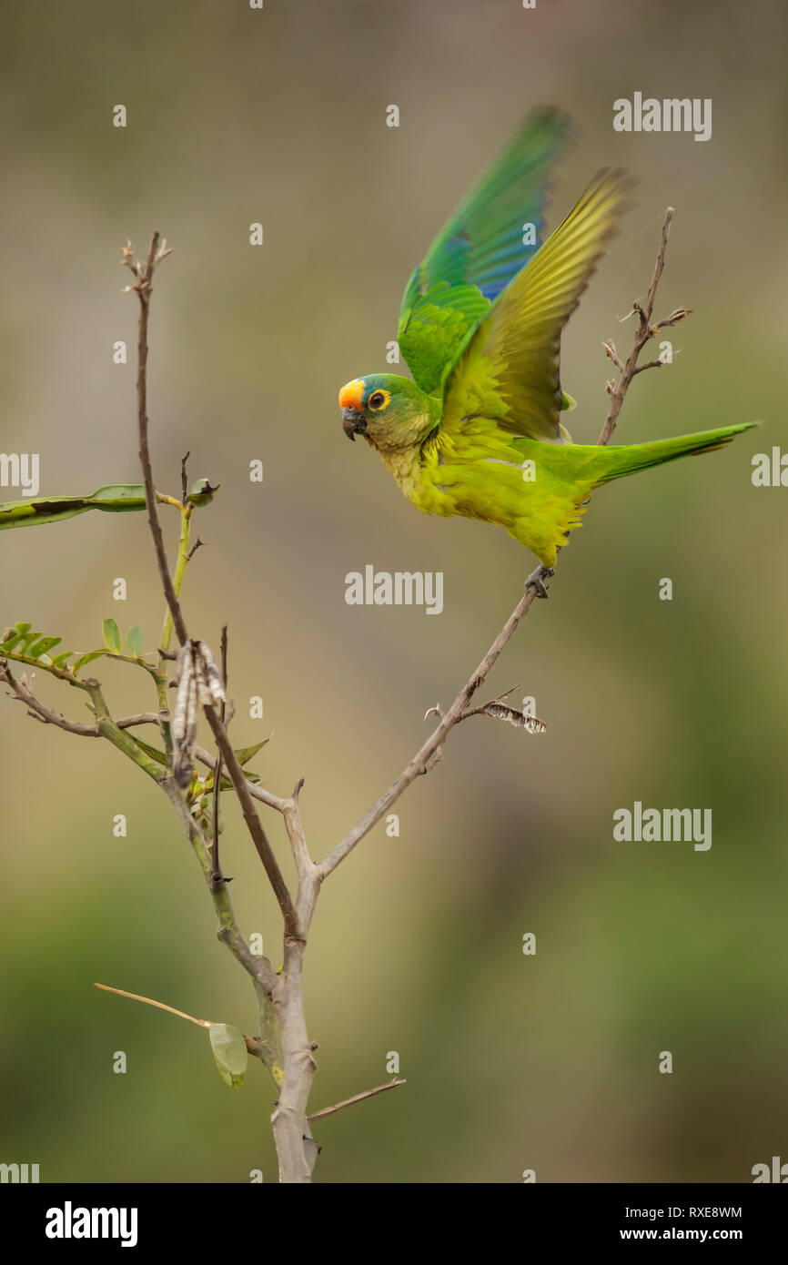 Peach-fronted Parakeet (Eupsittula aurea) in the Pantalal region of ...