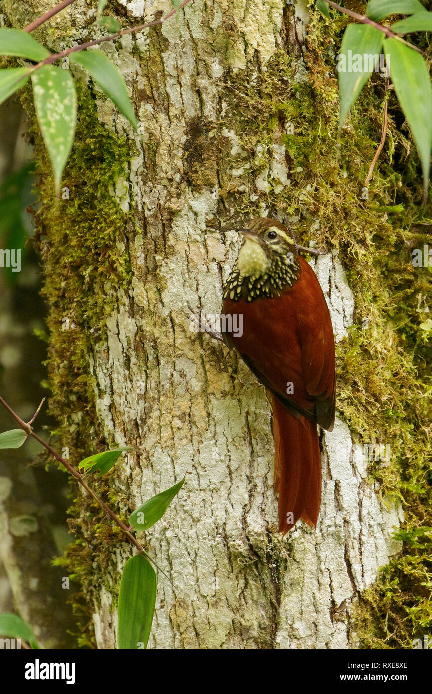 Pearled Treerunner (Margarornis squamiger) perched on a branch in the ...