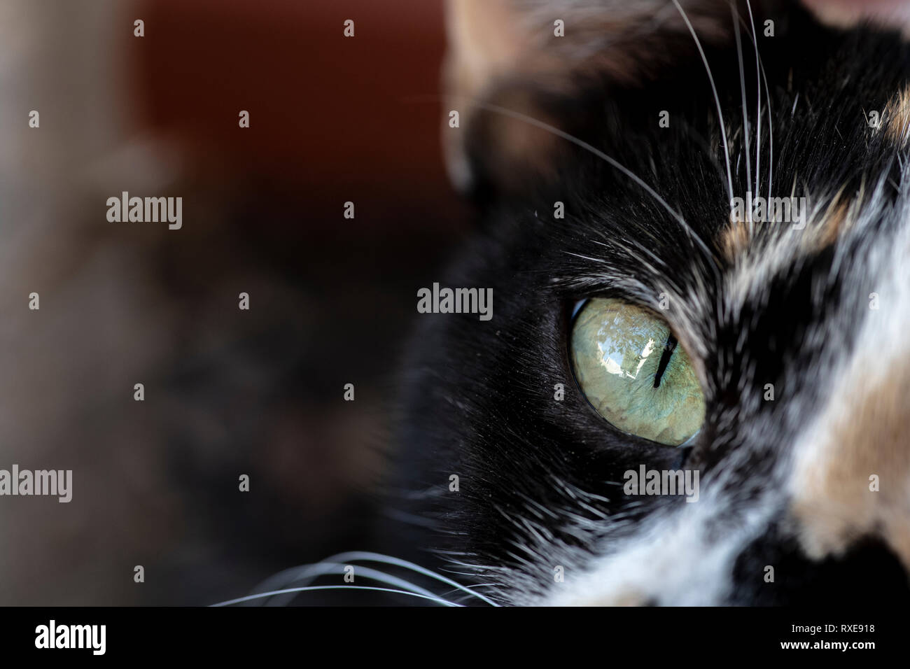 Cat eye Macro showing the vertical pupil and iris Stock Photo - Alamy