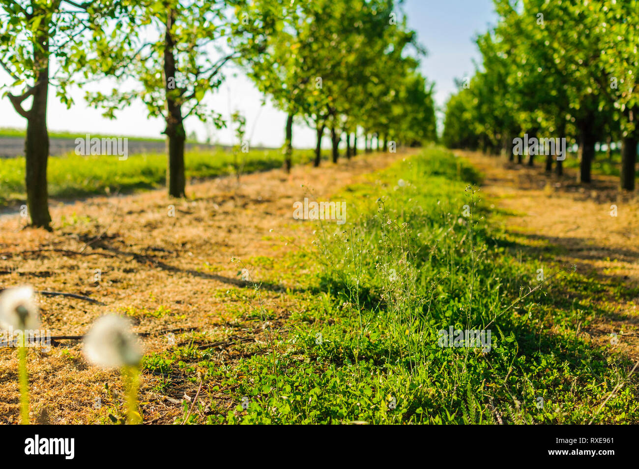 Focus on first plan with dandelion and green grass and beautiful ...