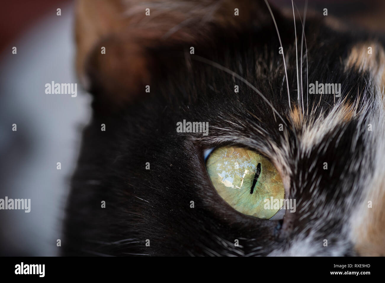 Cat eye Macro showing the vertical pupil and iris Stock Photo - Alamy