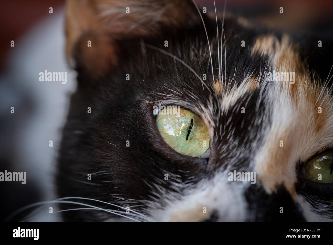 Cat eye Macro showing the vertical pupil and iris Stock Photo - Alamy