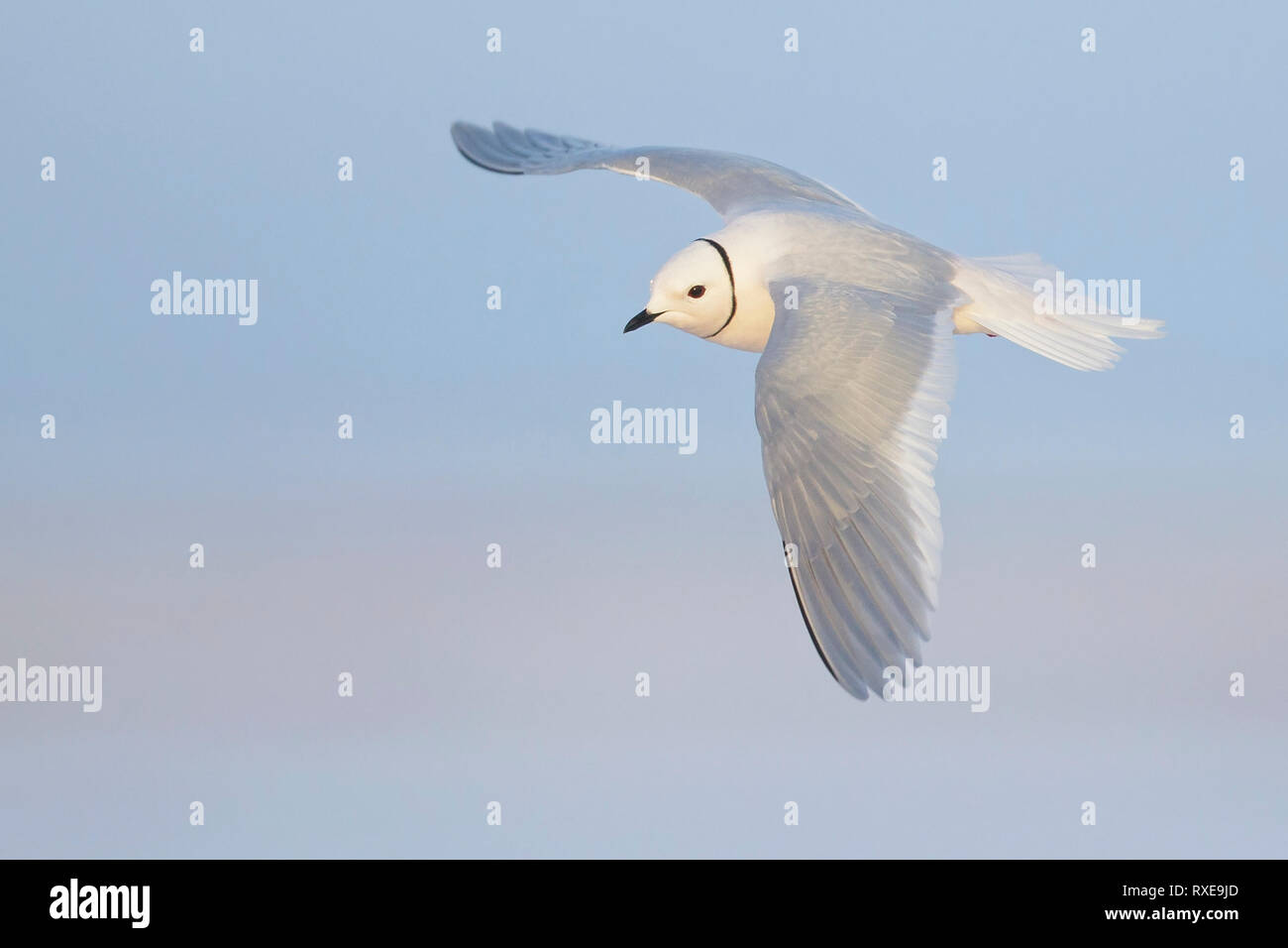 Ross's Gull (Rhodostethia rosea) flying over a small pond on the tundra ...
