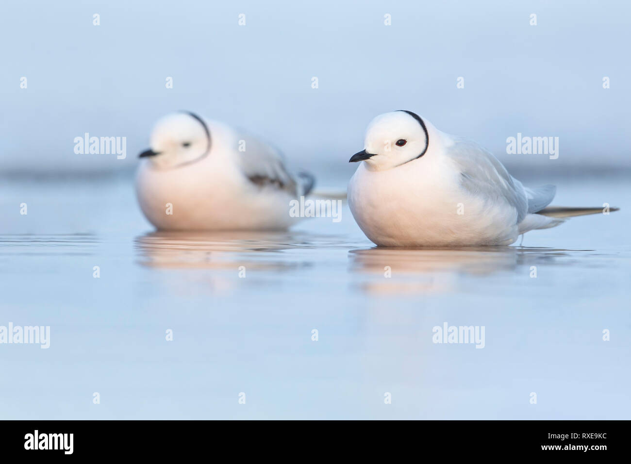 Ross's Gull (Rhodostethia rosea) feeding on a small pond on the tundra ...