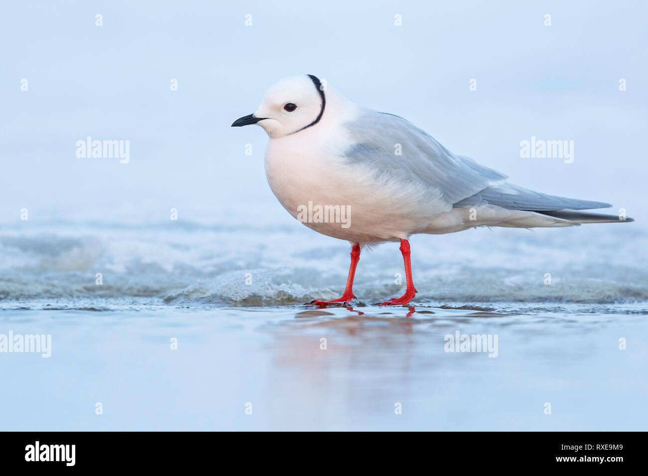 Ross's Gull (Rhodostethia rosea) feeding on a small pond on the tundra ...