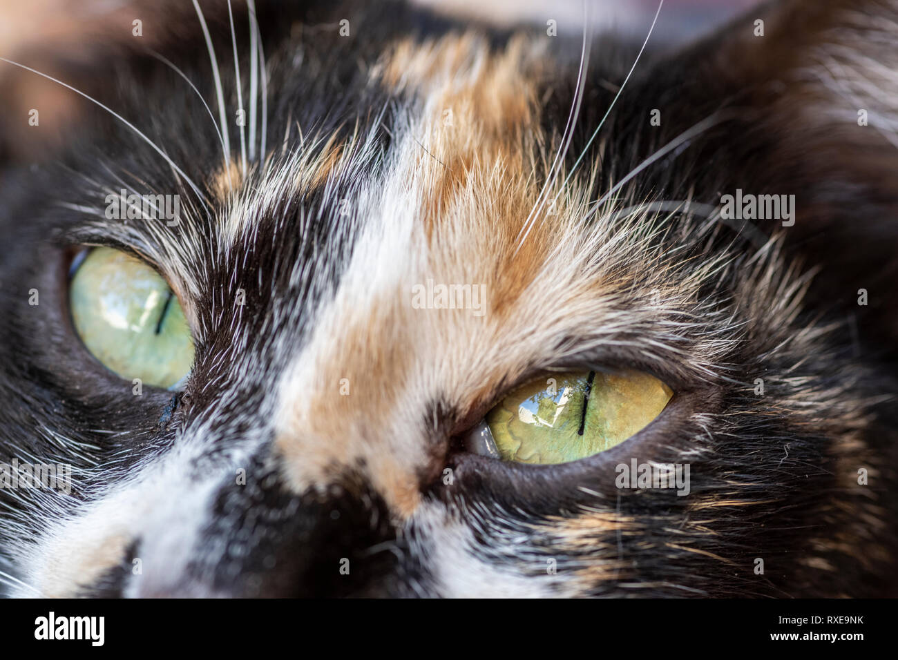 Vertical pupil hi-res stock photography and images - Alamy