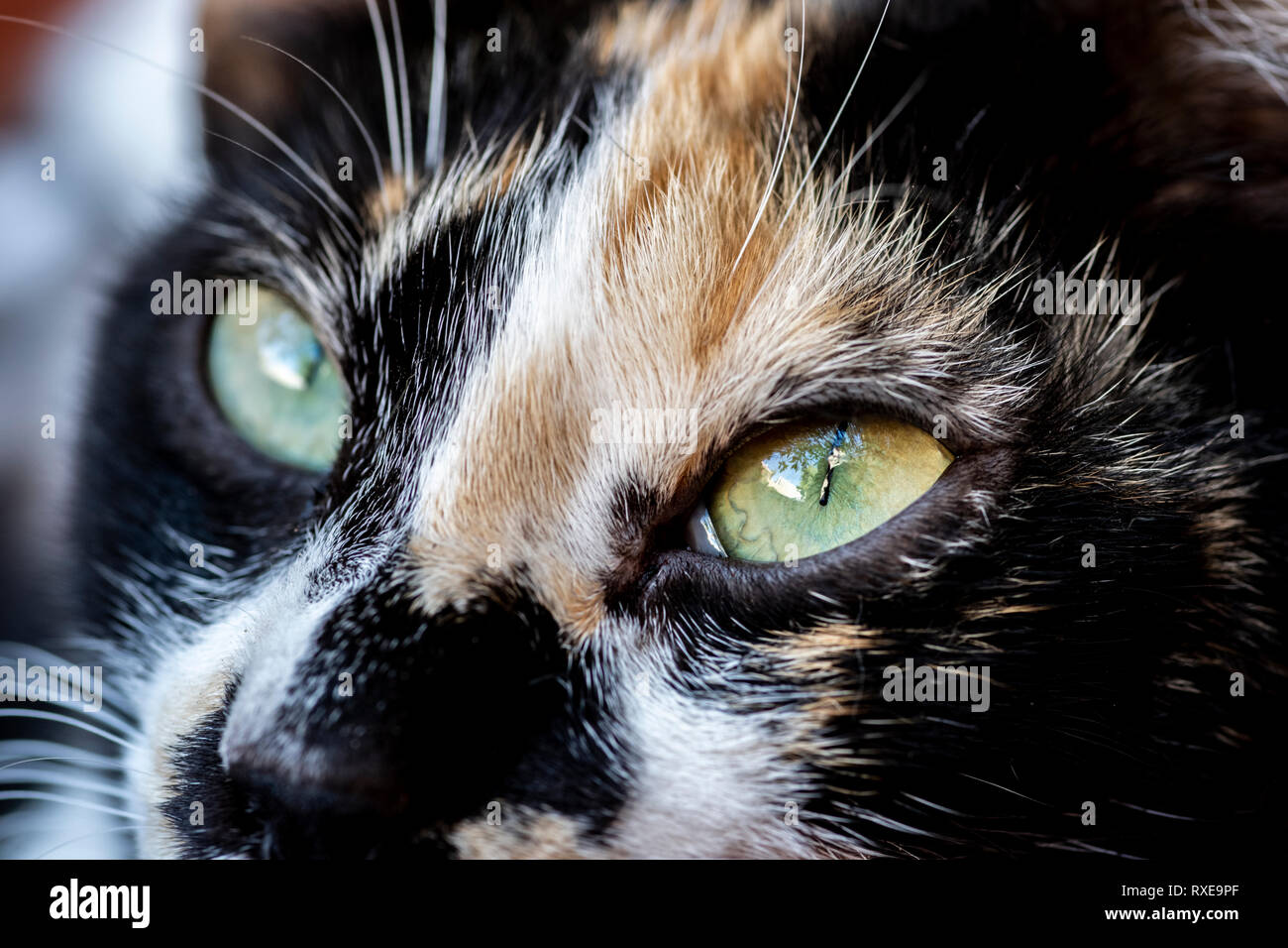 Eye with vertical pupil hi-res stock photography and images - Alamy