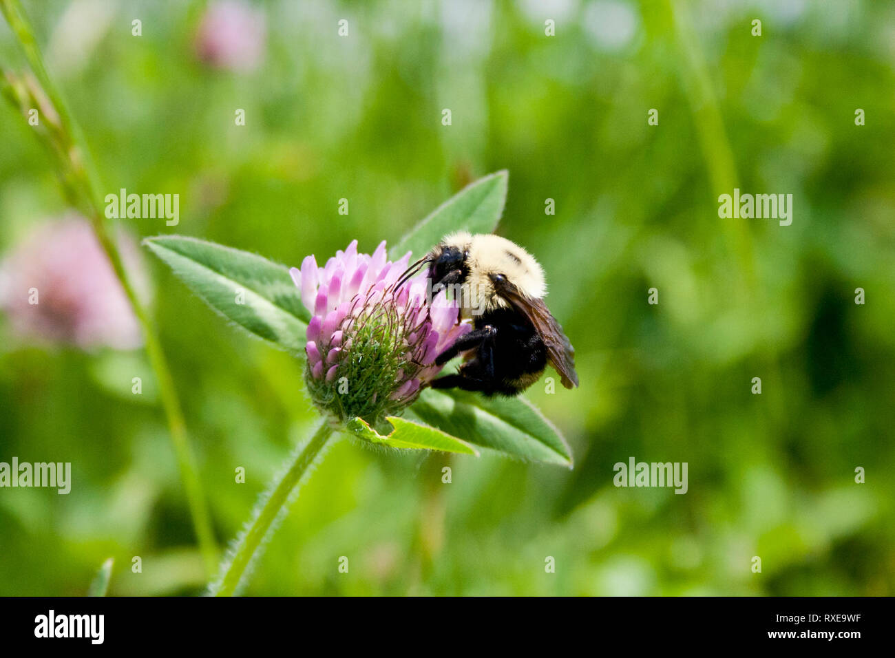 Red clover bee hi-res stock photography and images - Alamy