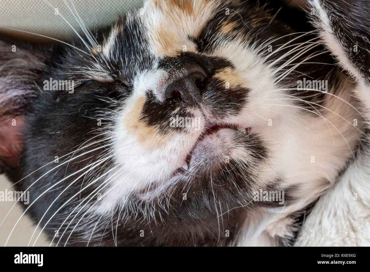 Close up of cat head sleeping, focus on nose and mouth Stock Photo - Alamy