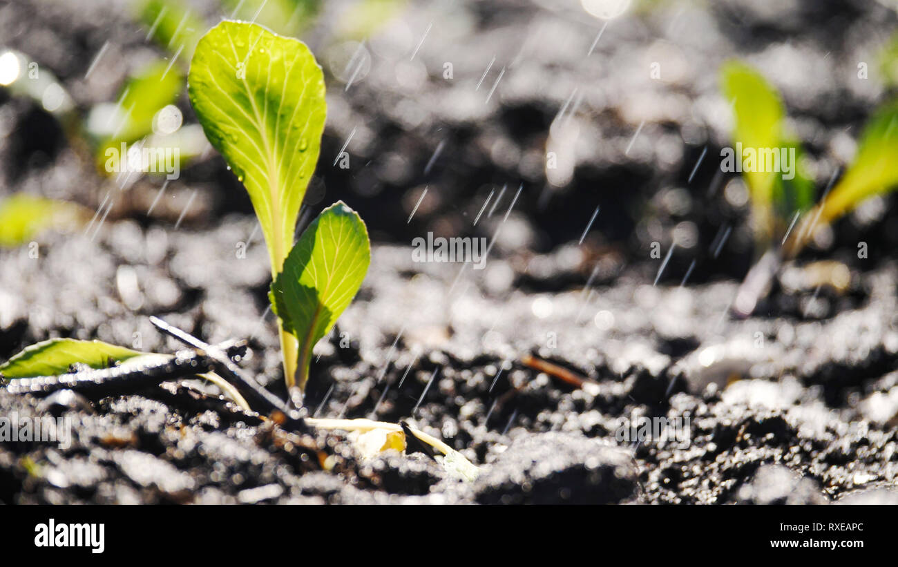 Green shoots of seedlings appear from the soil in the countryside Stock ...