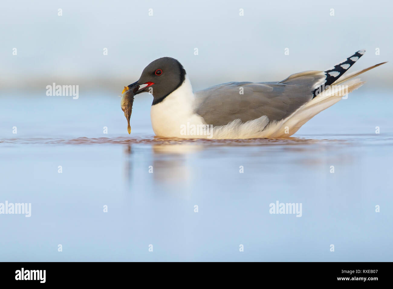 Sabine's Gull (Xema sabini) feeding on a small pond on the tundra in ...