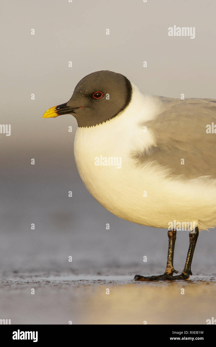 Sabine's Gull (Xema sabini) feeding on a small pond on the tundra in ...