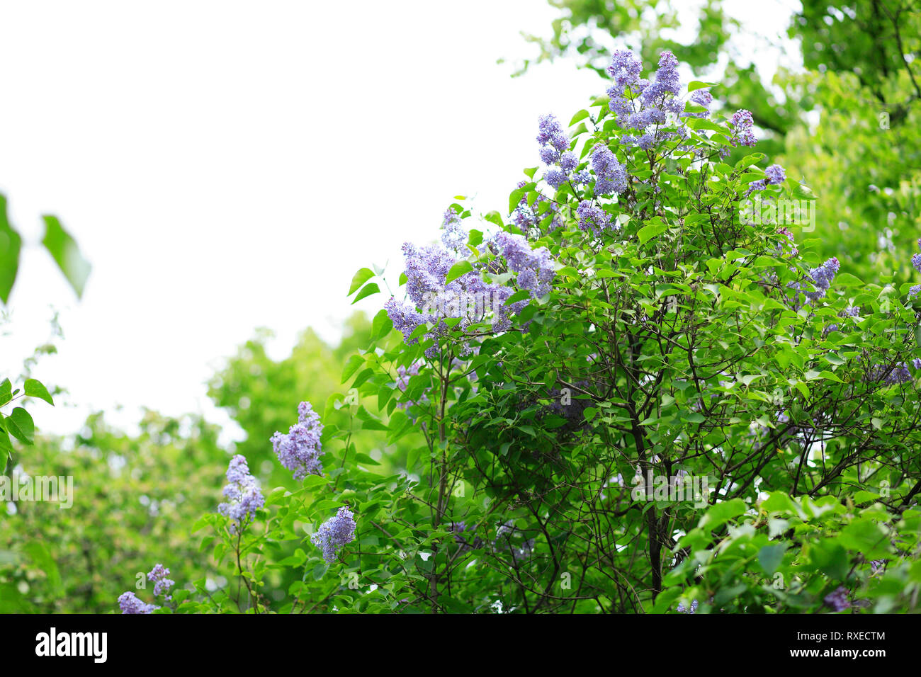 lilac at spring on leaf background Stock Photo - Alamy