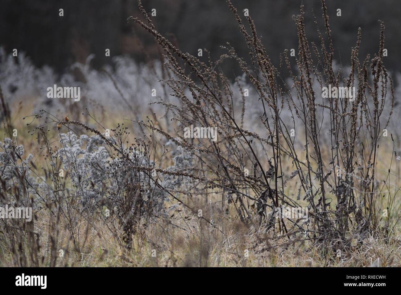 barren Land still long Winter Stock Photo - Alamy