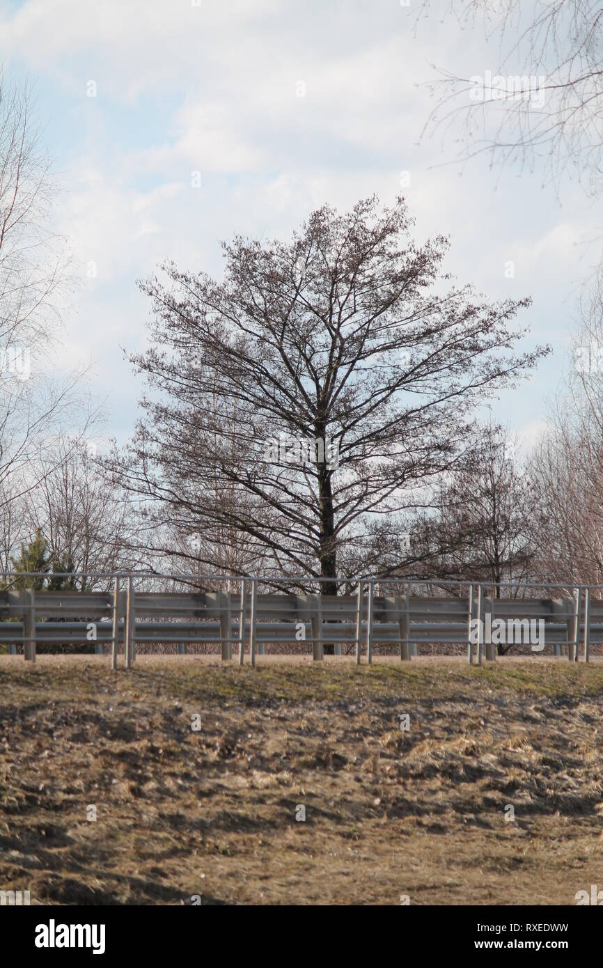 Popplar tree hi-res stock photography and images - Alamy