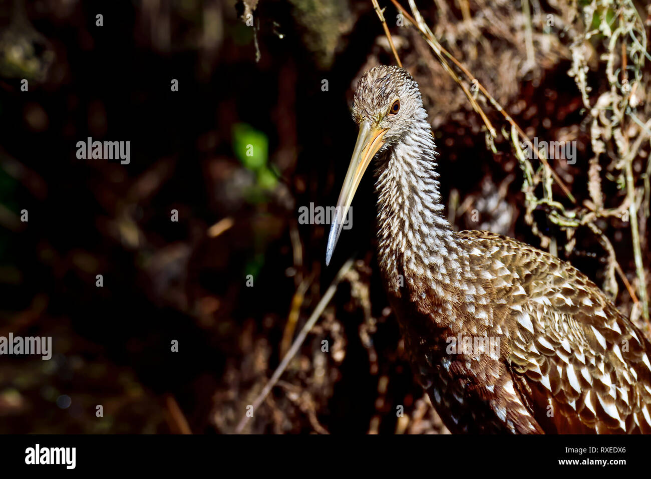 Limpkin in it's habitat Stock Photo - Alamy