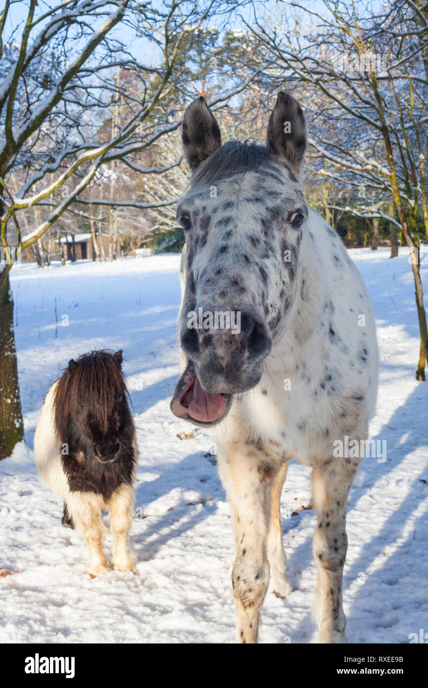 Shetland Pony Portrait Laughing Stock Photos & Shetland Pony Portrait ...