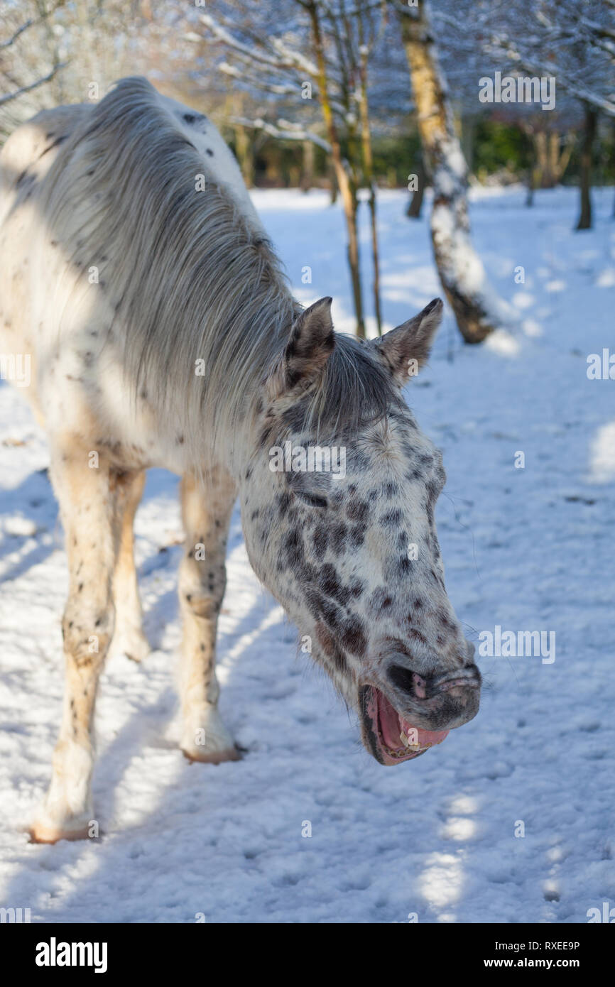 Dappled gray stallion hi-res stock photography and images - Alamy