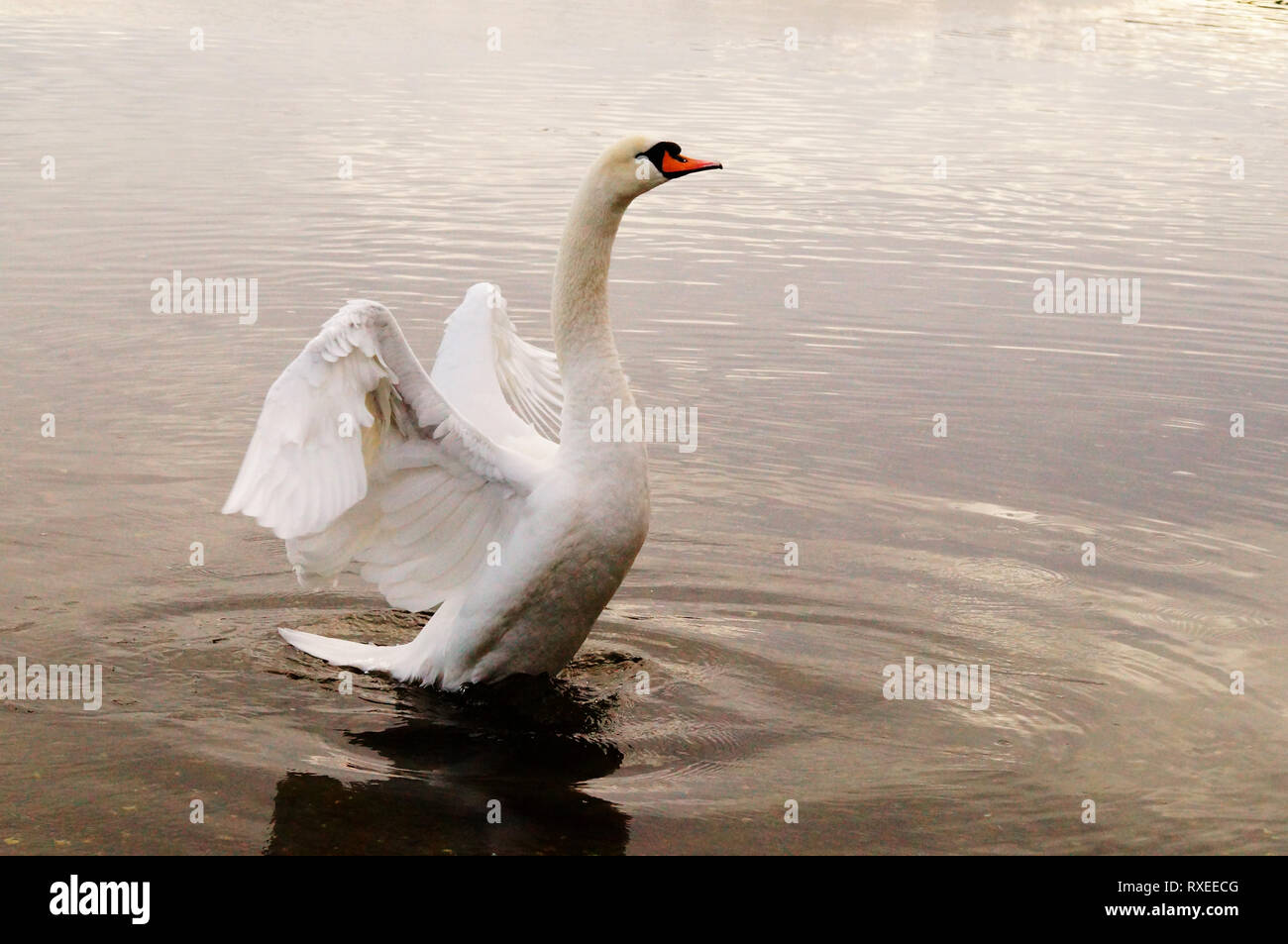 Swan stretch the wings Stock Photo - Alamy
